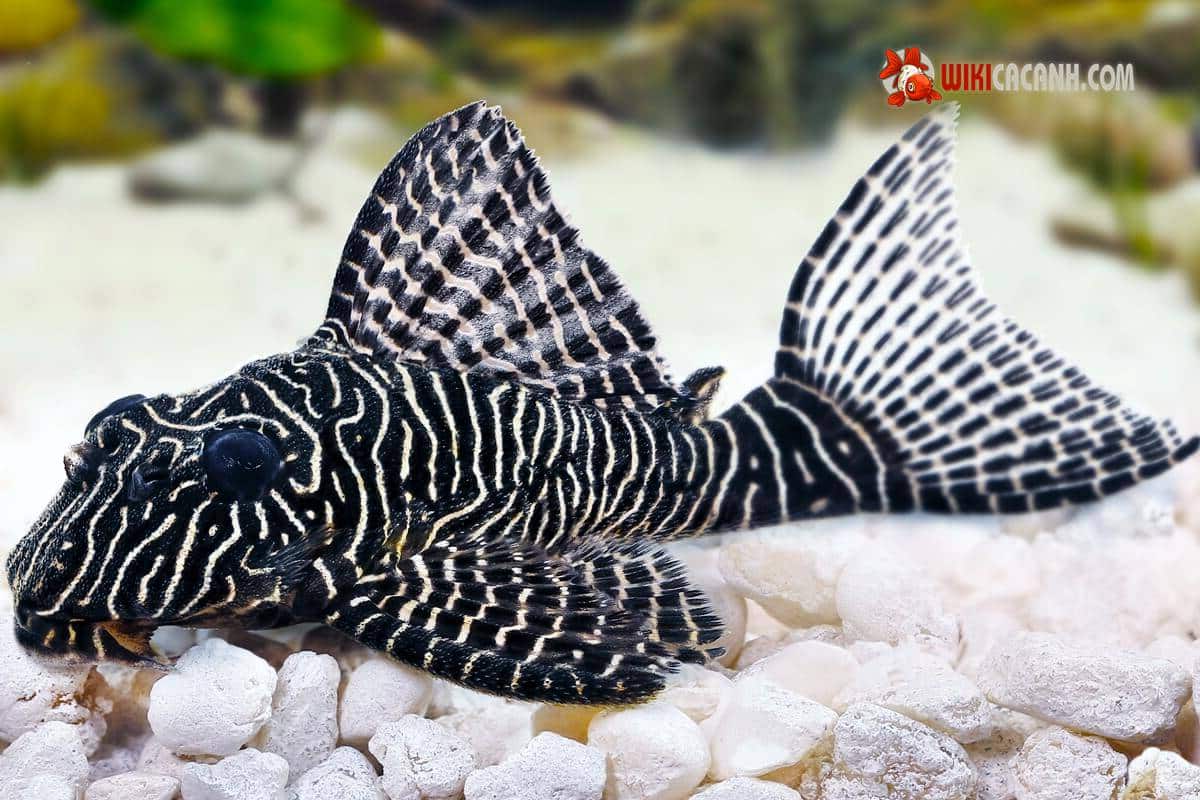 Top 6 loài cá dọn bể ngoại nhập tuyệt đẹp - Wiki Cá Cảnh