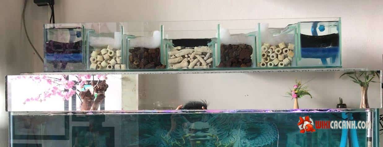 Chăm sóc hồ nuôi cá rồng - Wiki Cá Cảnh