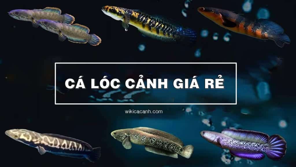 Channa Pulchra - Cá lóc pháo hoa đốm vàng - Wiki Cá Cảnh
