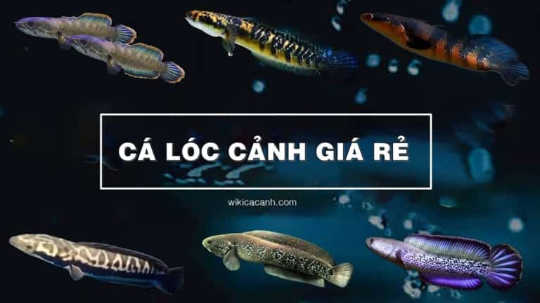 Cá lóc nữ hoàng - Channa Aurantimaculata - Wiki Cá Cảnh