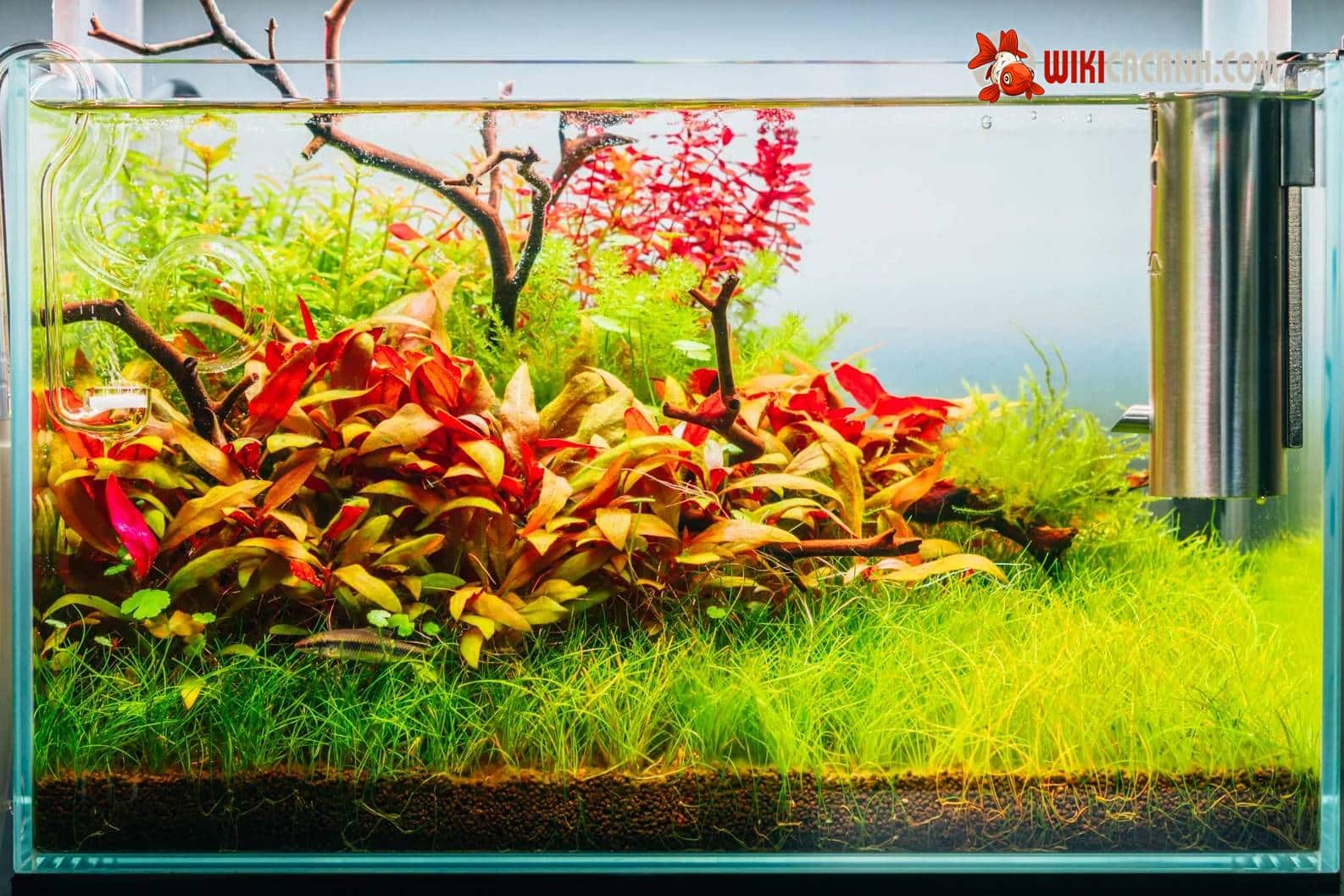 Cây Tân Đế Tài Hồng Thuỷ Sinh - Ludwigia Palustris Super Red