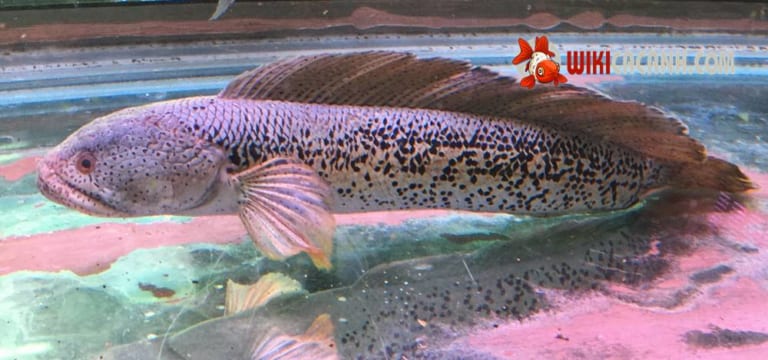 Cá lóc Hoàng Đế: Cách nuôi và Chăm sóc - Wiki Cá Cảnh