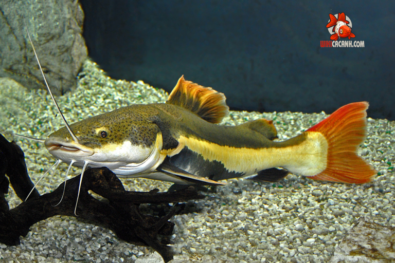 Cá lóc nữ hoàng - Channa Aurantimaculata - Wiki Cá Cảnh