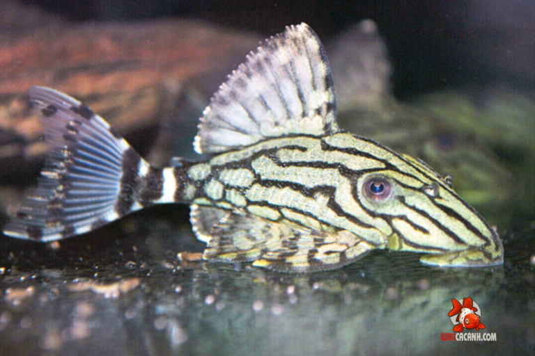 Cập nhật giá bán Cá Pleco tại Việt Nam mới nhất 2025