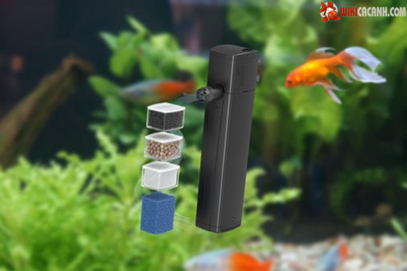 Bí Quyết Nuôi Cá Vàng Không Cần Oxy: Bể Luôn Sạch, Cá Luôn Khỏe