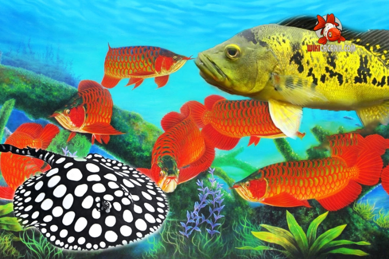 Cá Sam Nước Ngọt - Loài Cá Đuối Cảnh Độc Đáo - Wiki Cá Cảnh